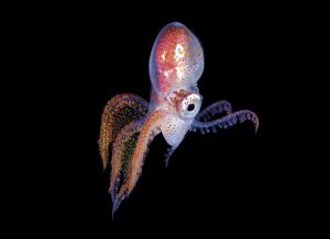 Octopus Sex & Mating: 8 Science‑Backed Facts You Can’t Miss ...