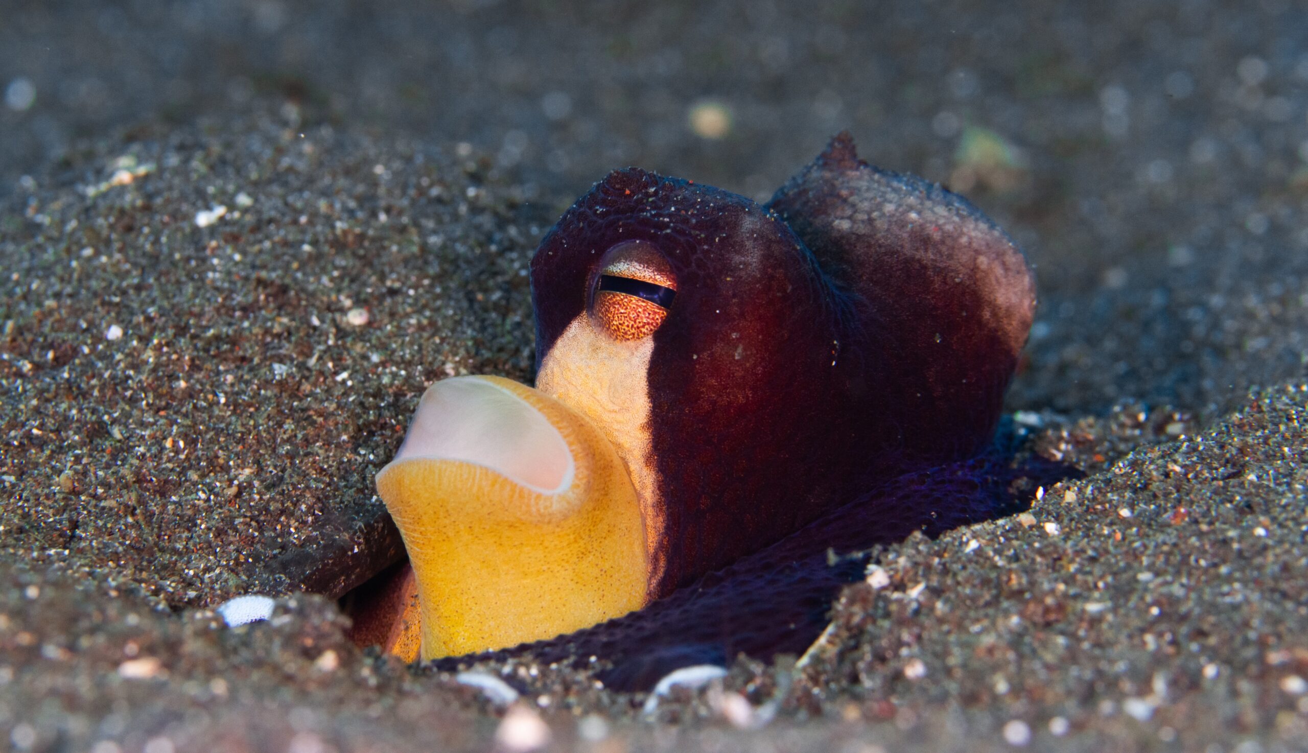 Protean Behavior: Unpredictability Is The Name Of The Escape Game ...