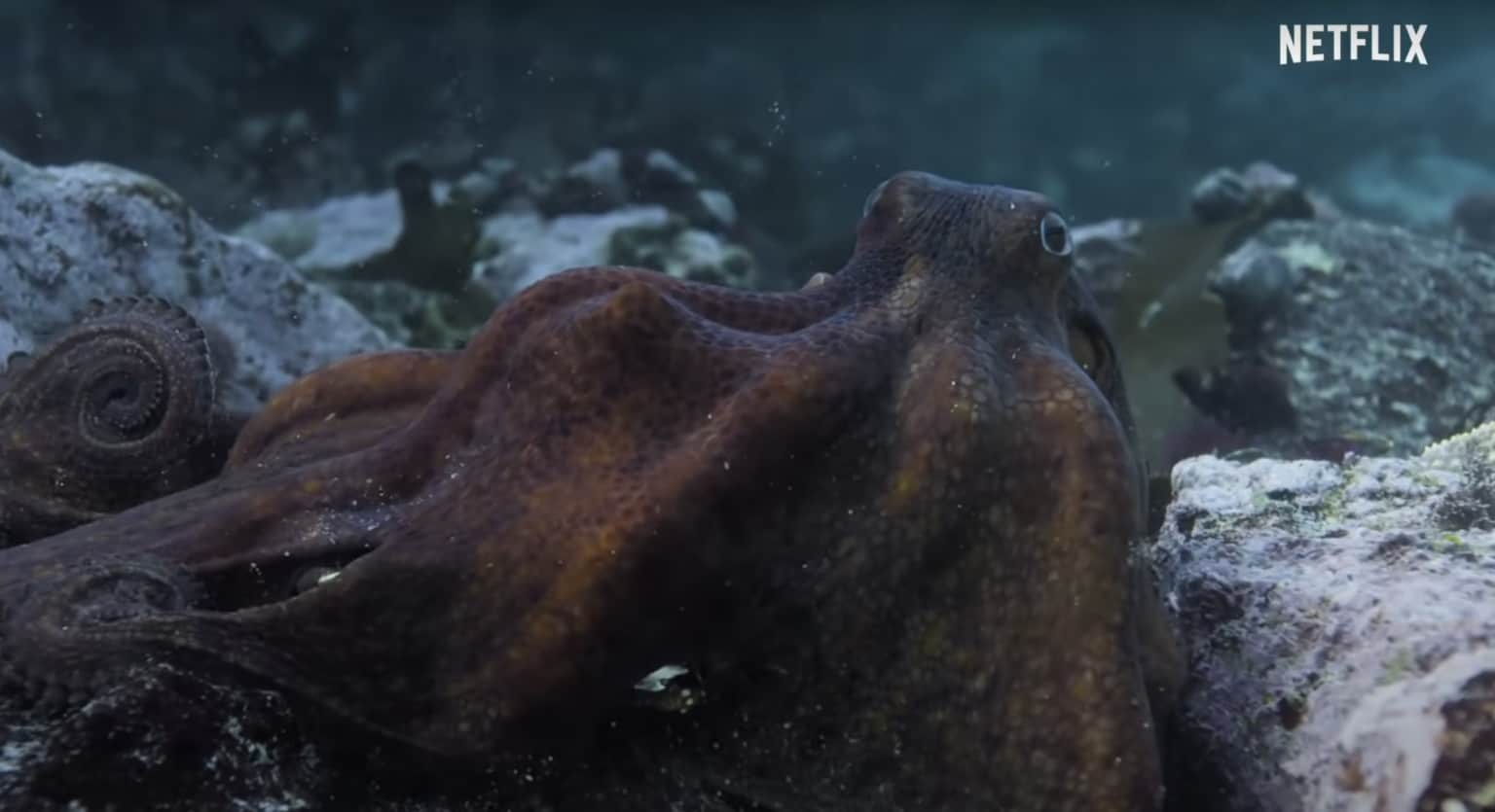 Answering The Most Asked Questions About 'My Octopus Teacher' (From A ...