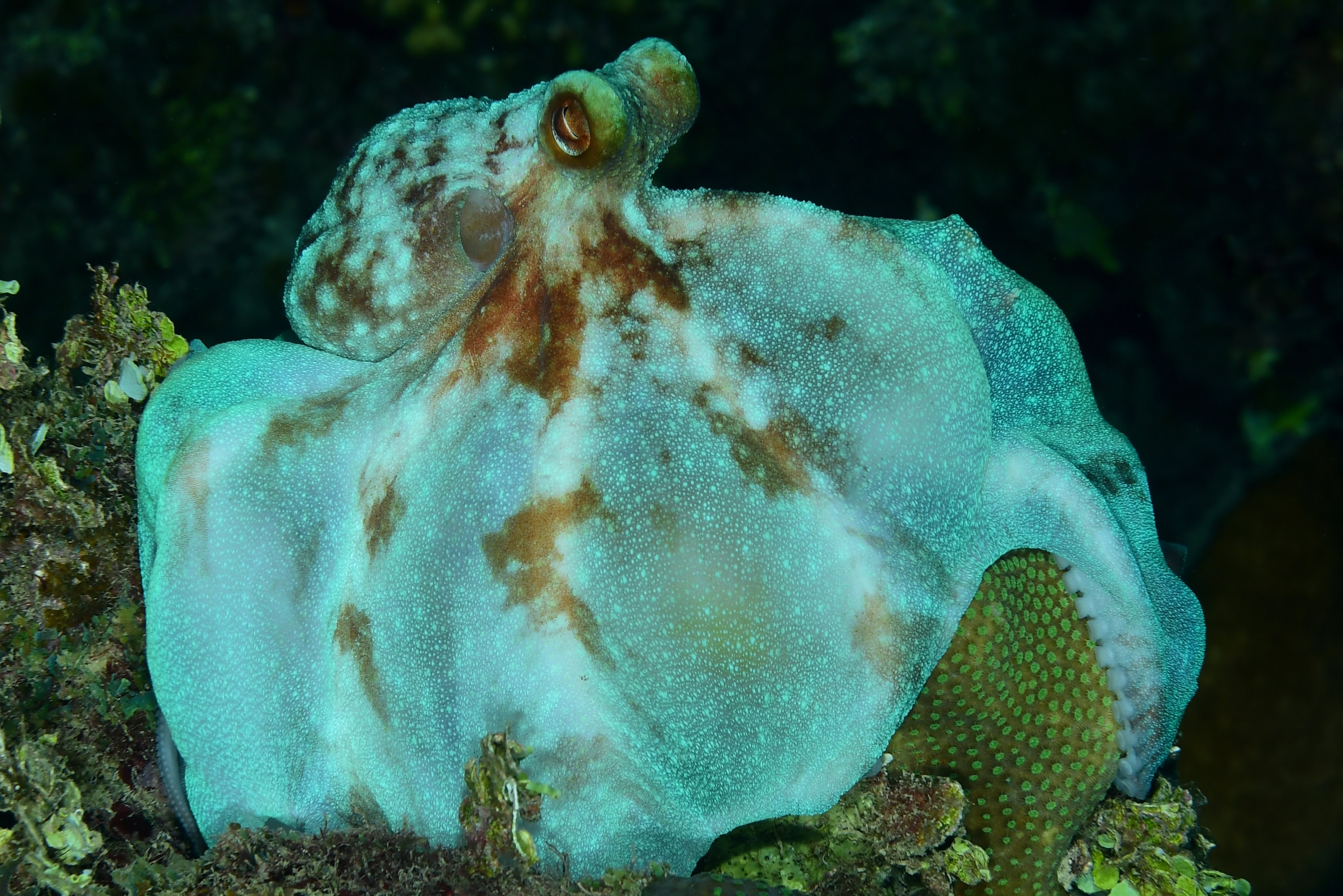 7 Jaw-Dropping Caribbean Reef Octopus Facts - OctoNation - The Largest ...