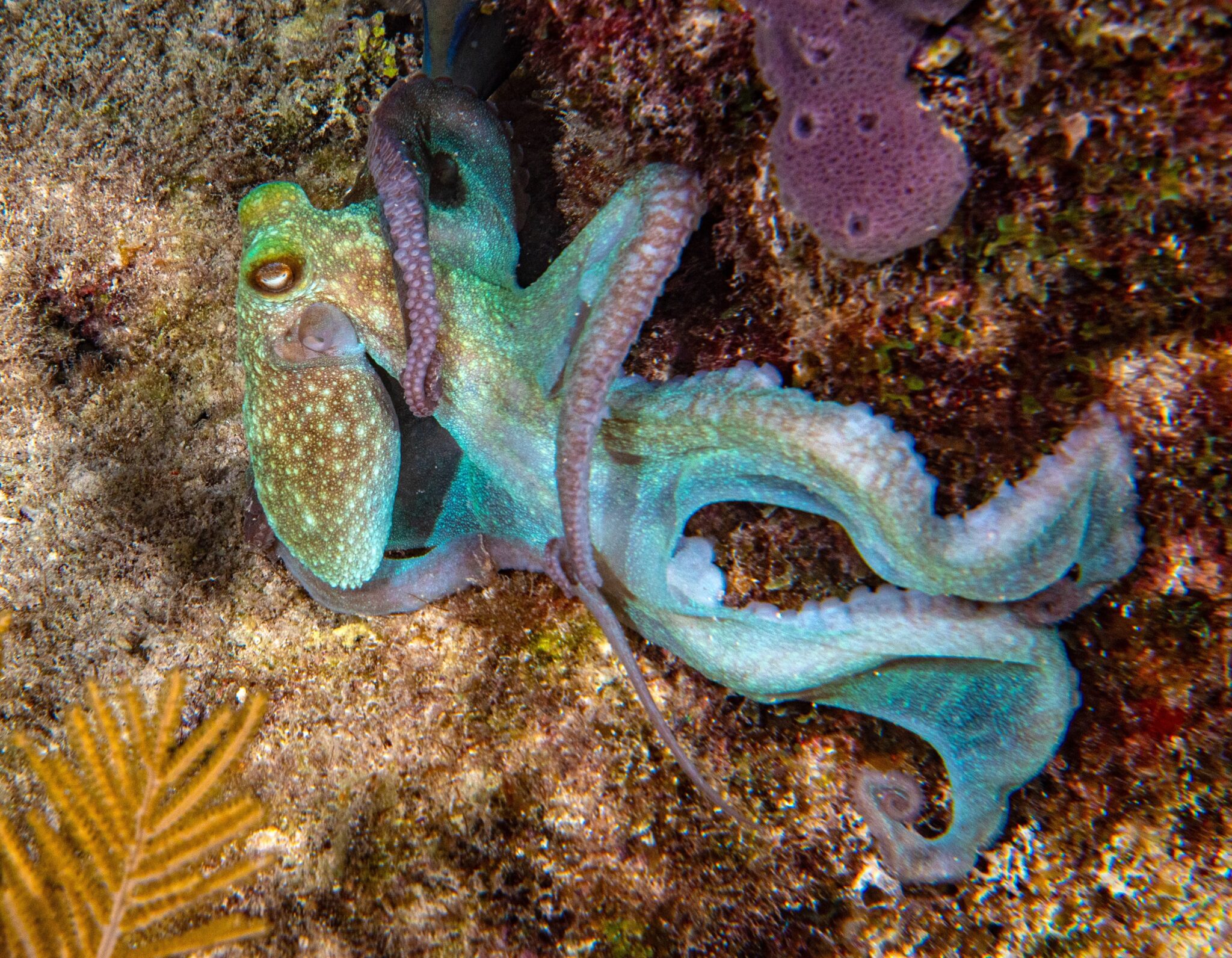 7 Jaw-Dropping Caribbean Reef Octopus Facts - OctoNation - The Largest ...