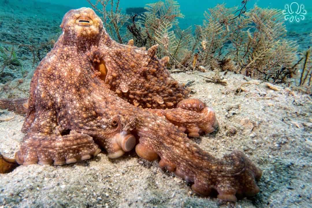 Everything You Need To Know About An Octopus Brain! - OctoNation - The ...