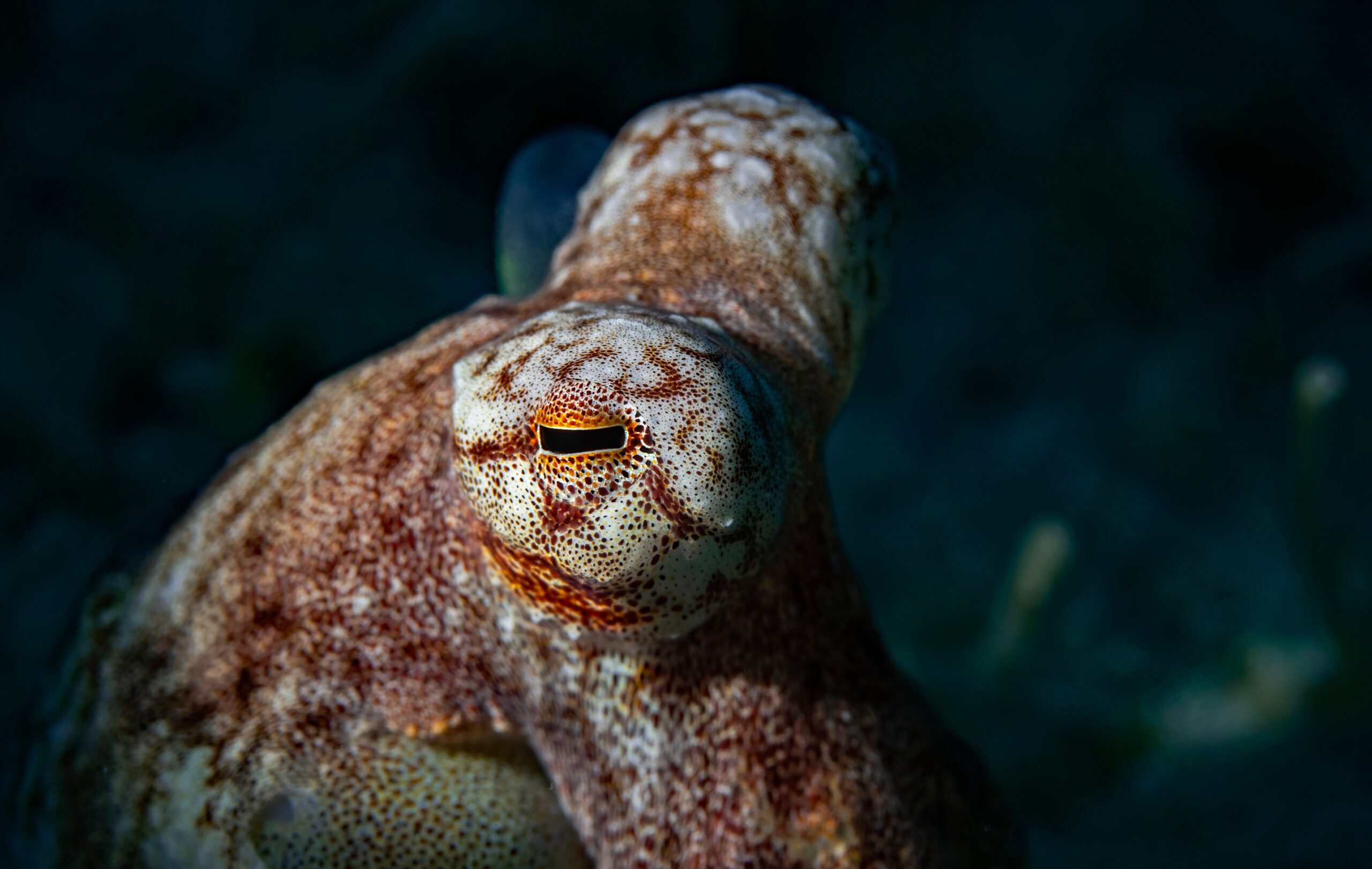 Everything You Need To Know About An Octopus Brain! - OctoNation - The ...